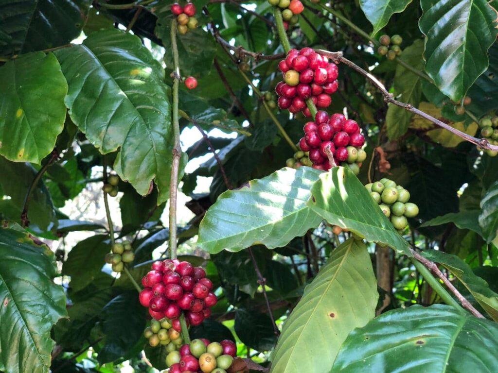 Native Araku Coffee || Buy Freshly Hand Picked Araku Coffee Beans ...