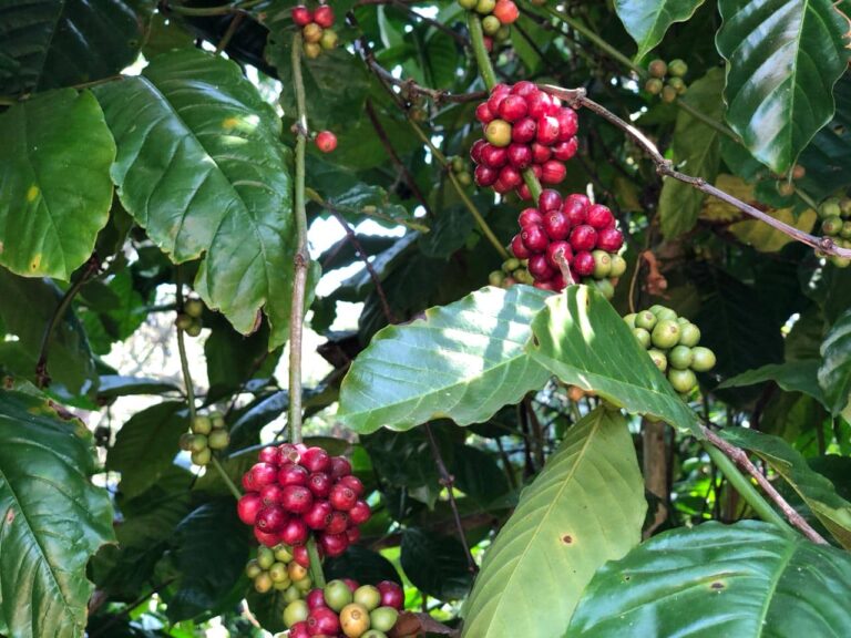 Native Araku Coffee || Buy Freshly Hand Picked Araku Coffee Beans & Powder – Hyderabad ...